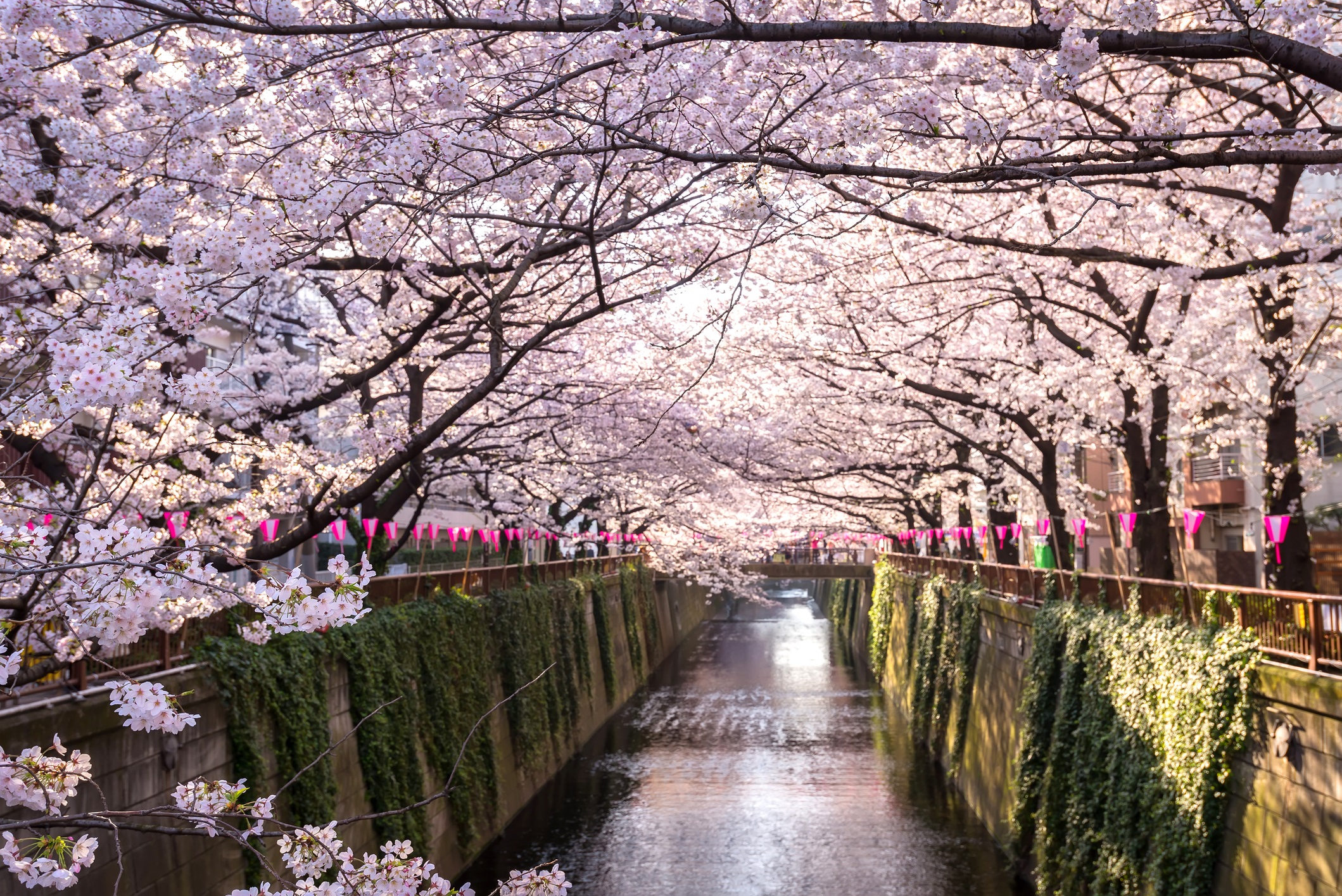Die Kirschblüte in Japan & weltweit im Jahr 2026