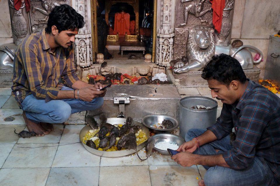 Skurriler Rattentempel Karni-Mata in Indien | Urlaubsguru